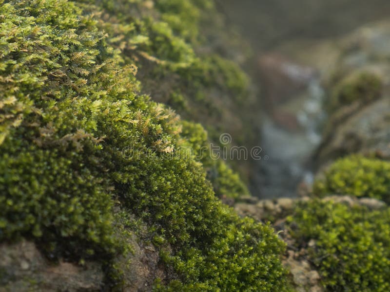 Beautiful Green Moss on the Floor, Moss Closeup, Macro. Beautiful ...