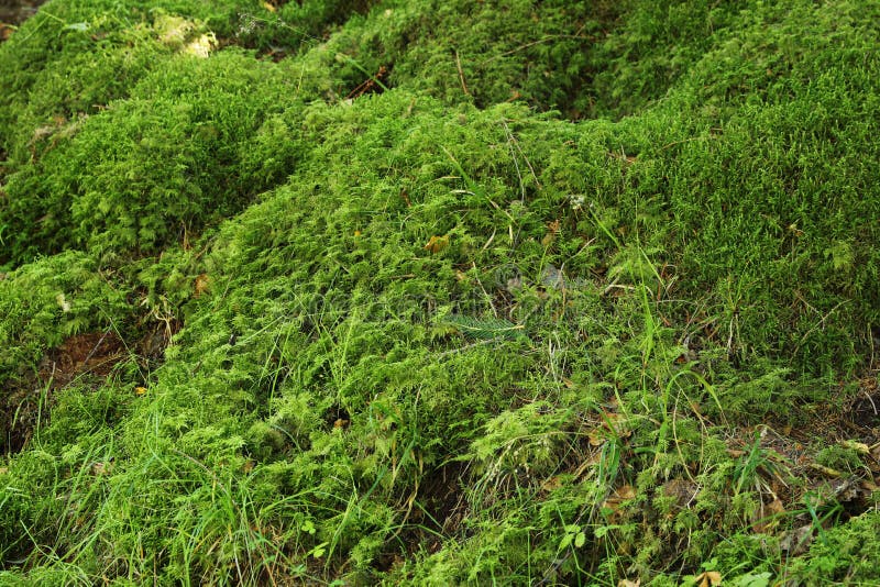 Beautiful Green Moss on Ground, Closeup View Stock Photo - Image of ...