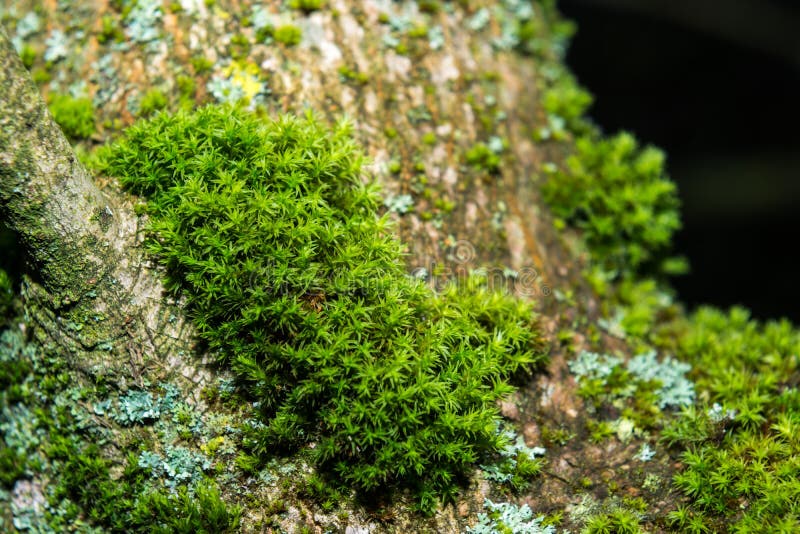 Moss on Tree Brunch with Flash Light Stock Image - Image of natural ...