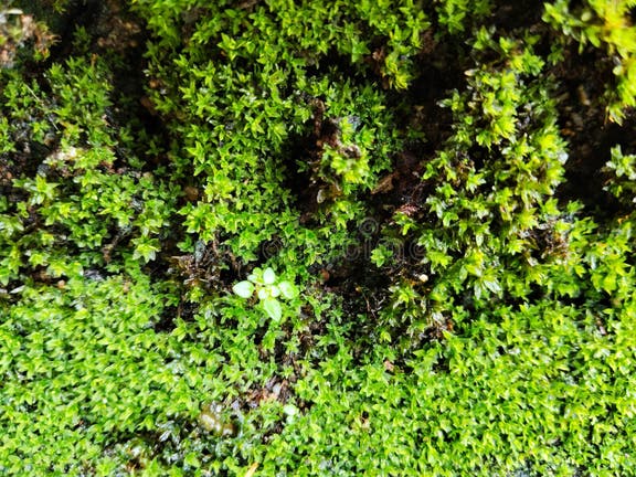 Beautiful Green Moss Growing in a Damp Place. Stock Photo - Image of ...
