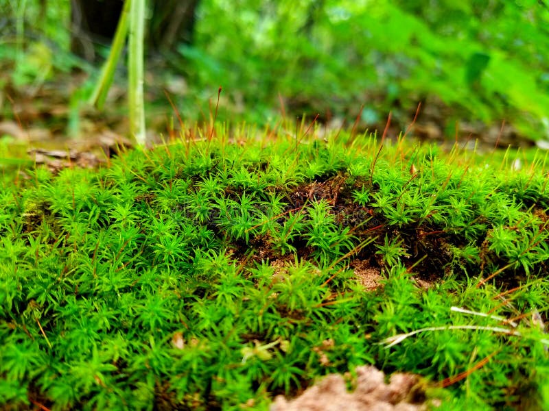 Beautiful green stock image. Image of natural, green - 74564691