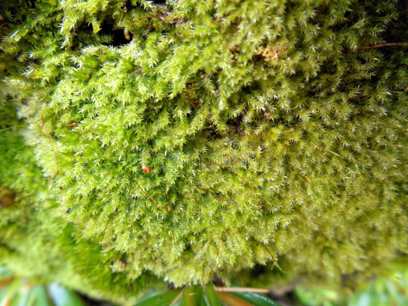The Beautiful Green Moss stock photo. Image of trees - 95980856