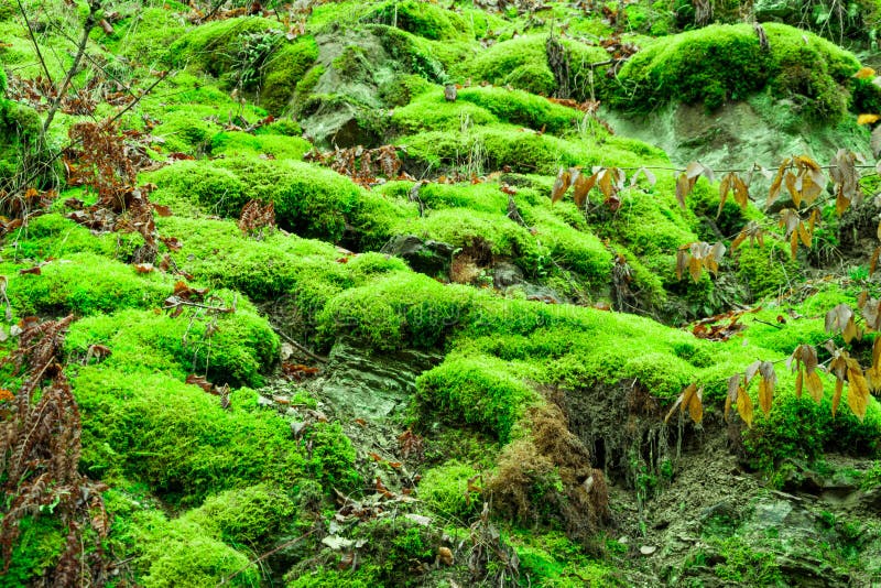 Beautiful Green Moss on the Rock Wall. Stock Image - Image of calm ...