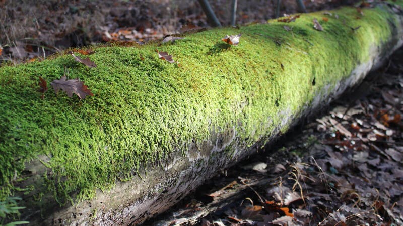 Beautiful green mosses stock image. Image of green, woods - 206492137