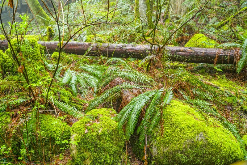Beautiful Green Nature - Mossy Trees in the Woods Stock Photo - Image ...