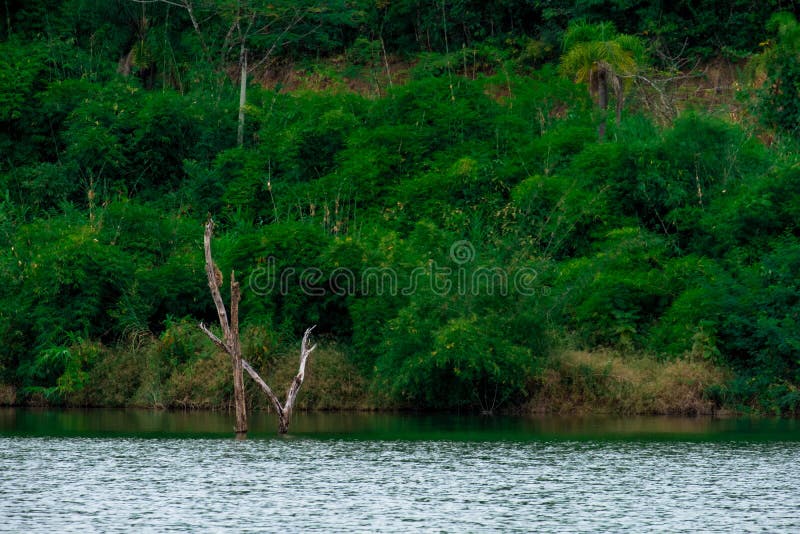 Beautiful Green Nature Over the Green Water in the Swamp. I Stock Photo ...