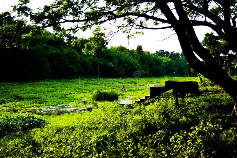 Beautiful Green Nature View into the Forest Stock Photo - Image of ...
