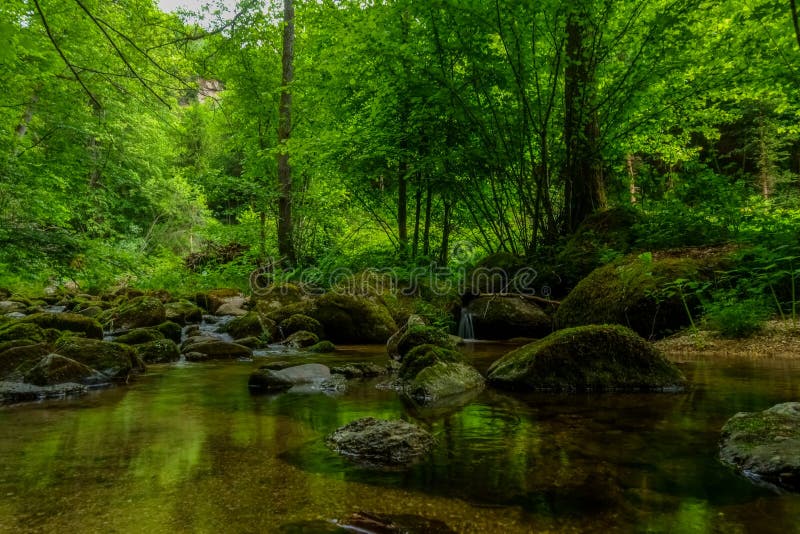 Beautiful Green Nature with Water and Reflection from the Plants and ...