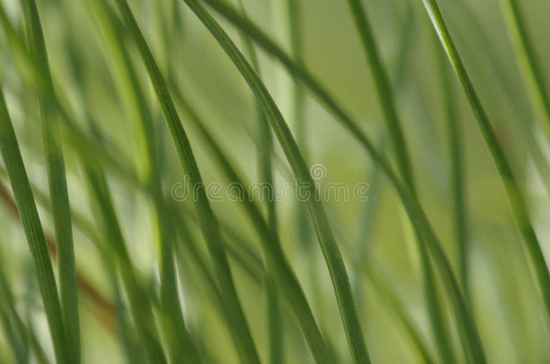 Beautiful green, needles. stock photo. Image of green - 78463540