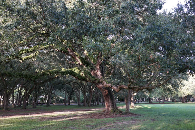 Beautiful Green Old Oak Tree in a Park Stock Photo - Image of rural ...