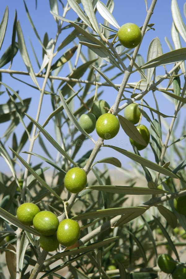 Olive field, Umbria, Italy stock photo. Image of mediterranean - 8021676