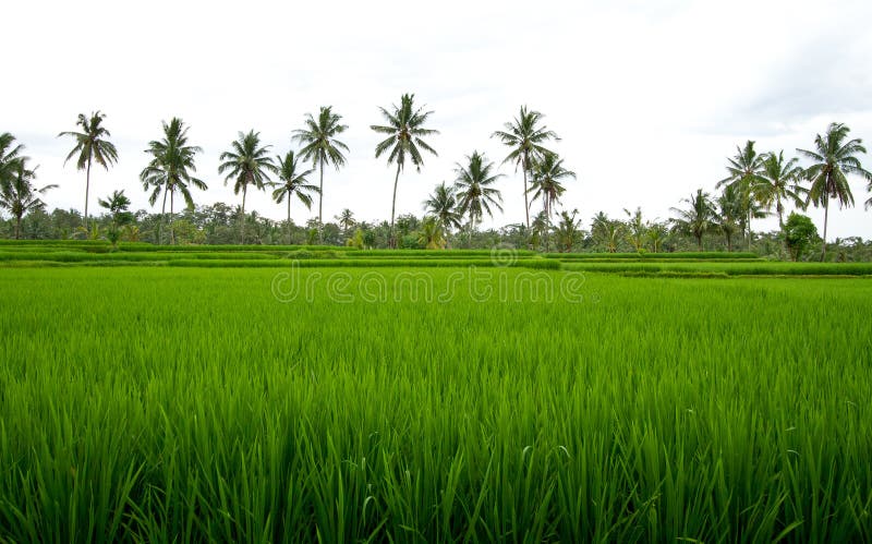 Beautiful Paddy Field in Bali Stock Image - Image of landscaped, grass ...
