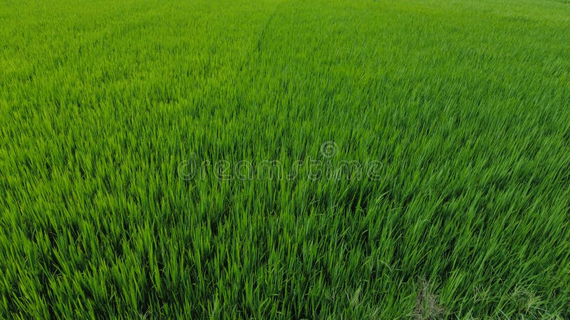 Green Paddy Fields and Western Ghats Mountain Range, Tamil Nadu Stock ...