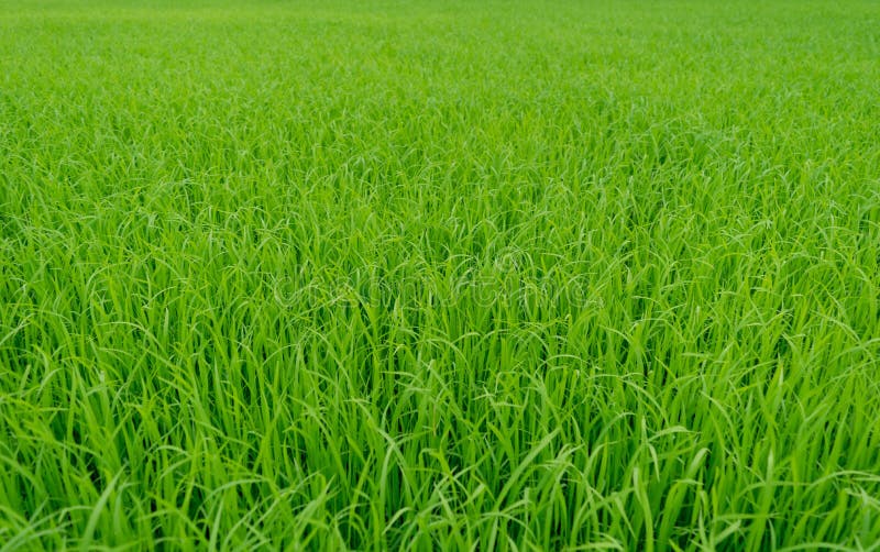 Beautiful Green Paddy Rice Field Background Stock Photo - Image of ...