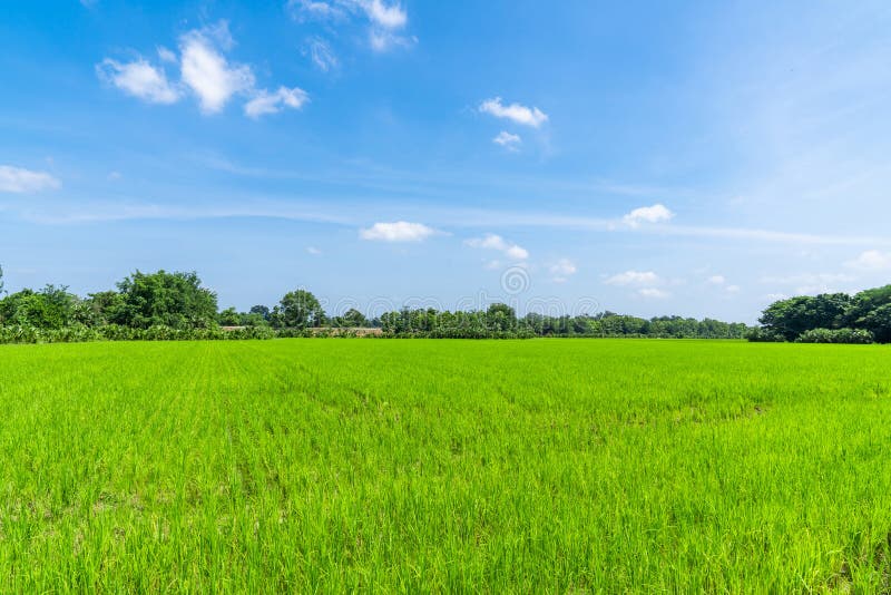Beautiful Green Paddy Rice Field in the Open Blue Sky Stock Photo ...
