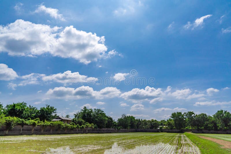 Beautiful Green Paddy Rice Field in the Open Blue Sky Stock Photo ...