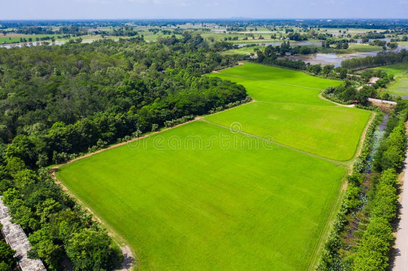 Beautiful Green Paddy Rice Field in the Open Blue Sky Stock Image ...