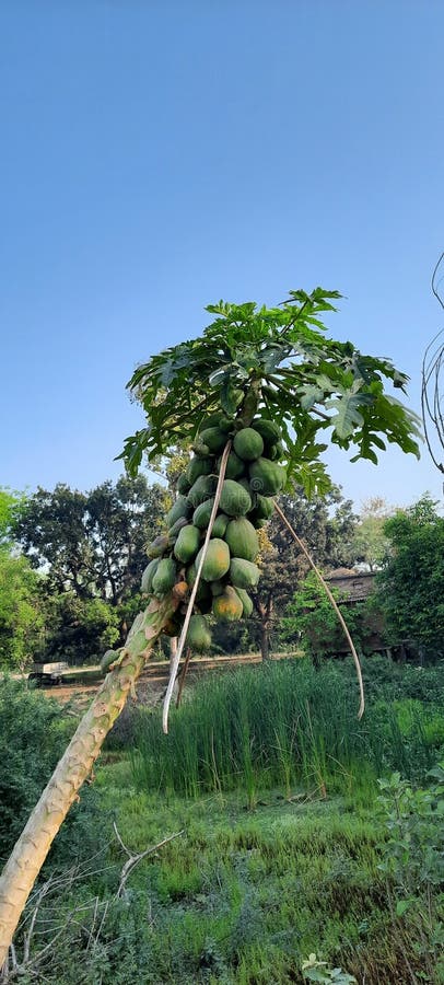 Beautiful Green Papaya Tree in Farm Land Stock Photo - Image of green ...