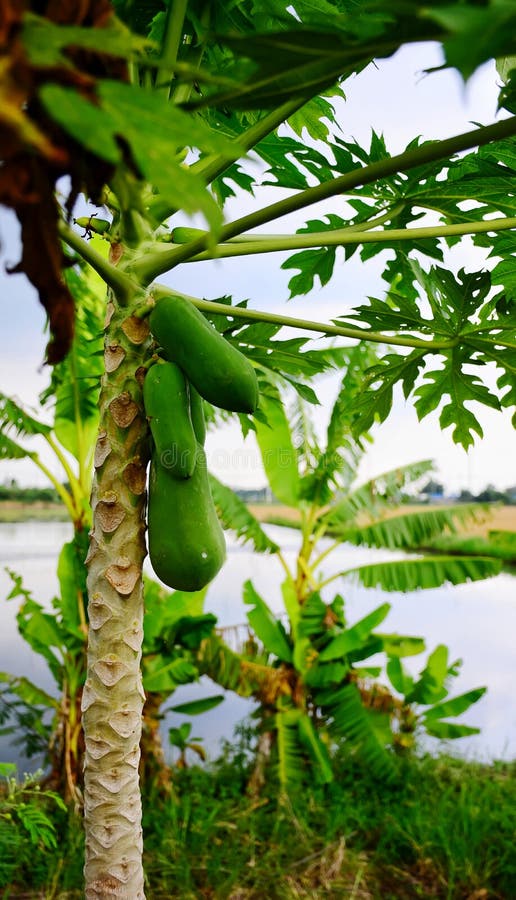 Beautiful Green Papaya on the Tree Stock Image - Image of fruit, papaya ...