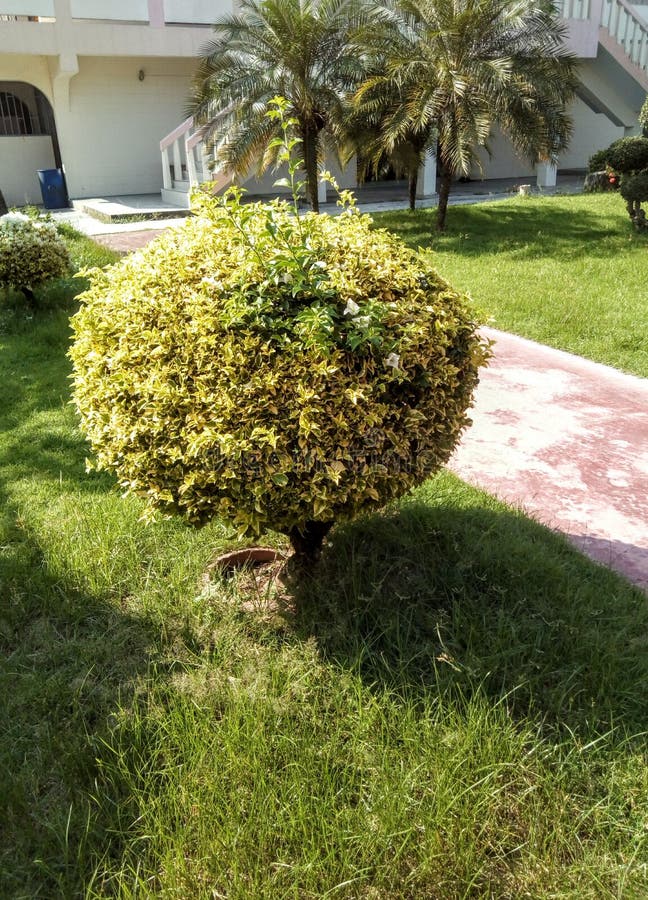 Beautiful green park stock image. Image of green, tree - 104525129