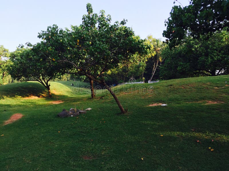 Beautiful Green Park Trees Sunlight Stock Image - Image of green, park ...