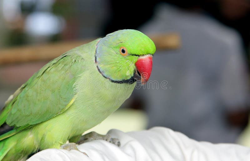 A beautiful green parrot stock photo. Image of chordata - 25262542