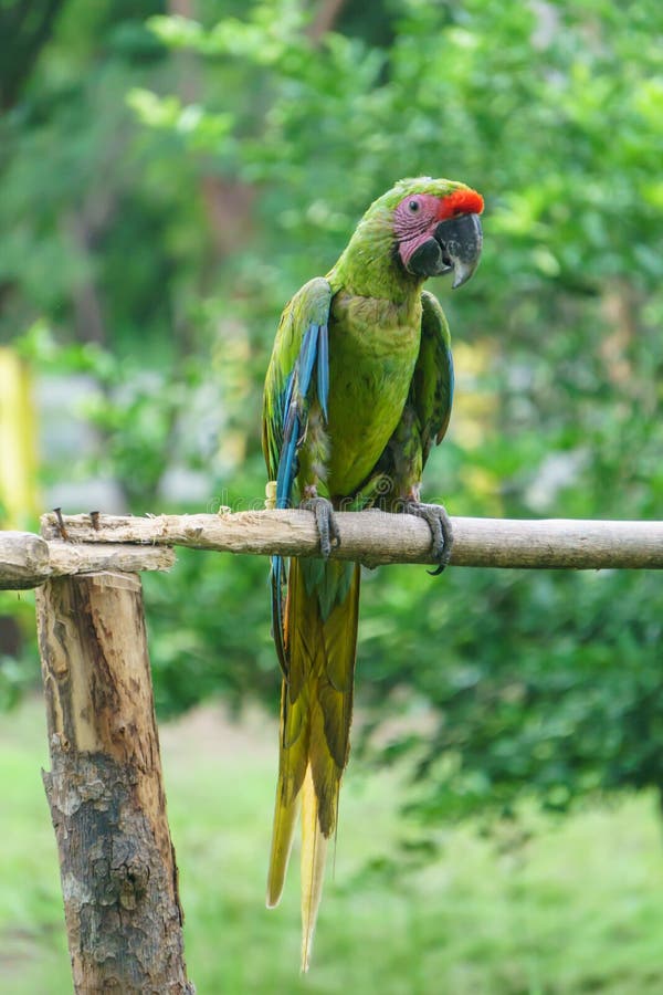 Beautiful green bird stock photo. Image of nicaragua - 123010872