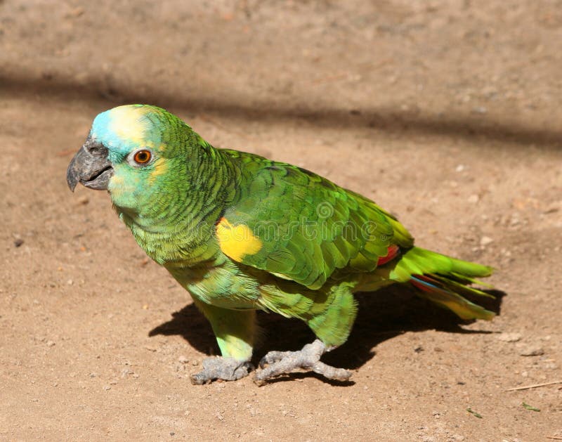 Beautiful green parrot stock photo. Image of head, beak - 36912148