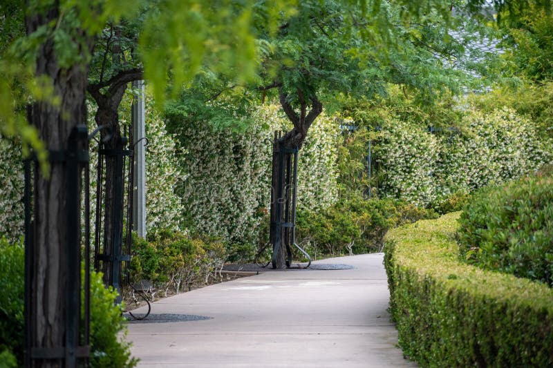 Beautiful Green Path Surrounded by Trees in Balboa Park Stock Photo ...