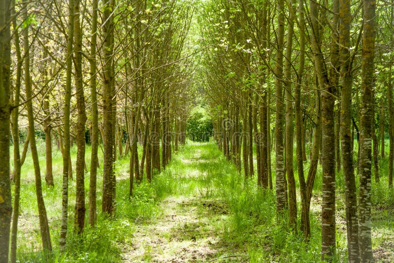 Beautiful Green Path through the Tree Line Stock Photo - Image of ...