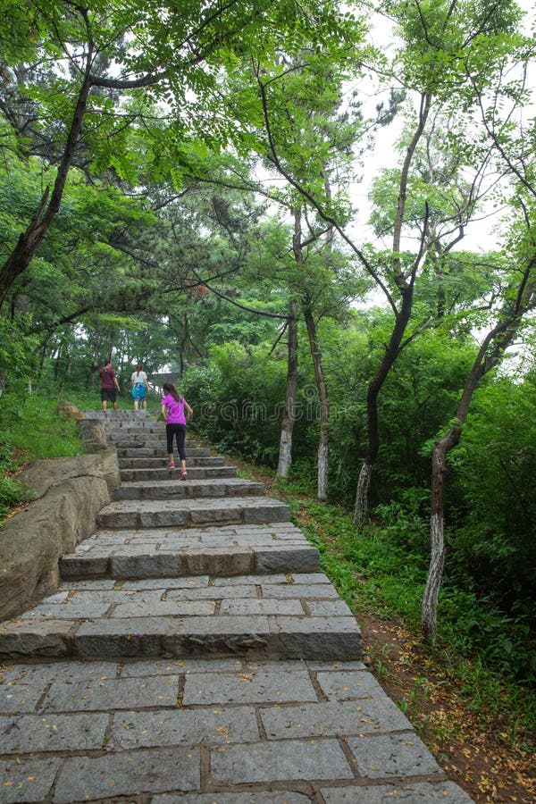 Beautiful Green Pathside Steps beside Tall Trees Editorial Image ...
