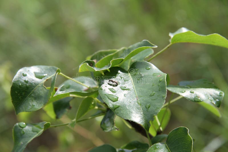 Beautiful green pear tree stock photo. Image of pear - 149587278