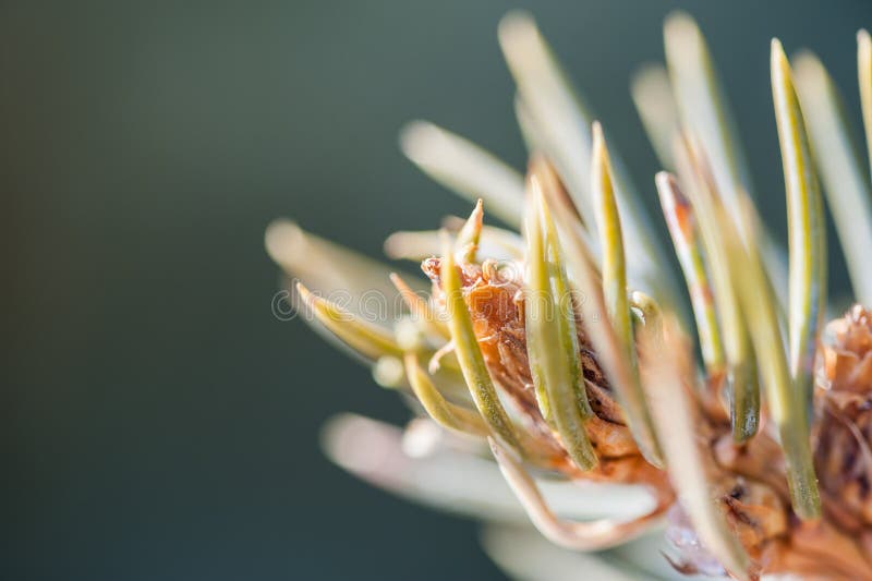 Beautiful Green Pine on the Green Background Stock Image - Image of ...