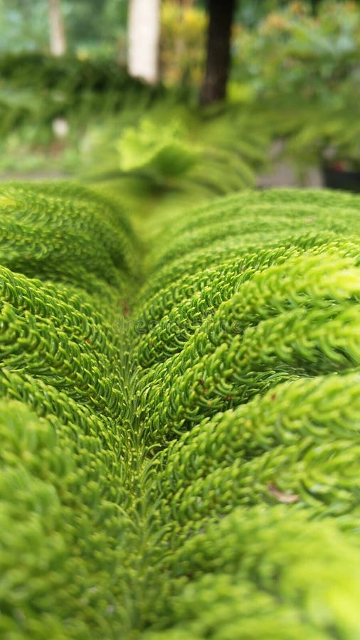 Beautiful Green Pine Tree Leaves in the Morning Stock Photo - Image of ...