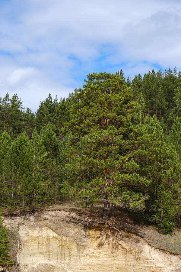 Green Pine Tree on a Sandy Slope Stock Photo - Image of outdoor, summer ...