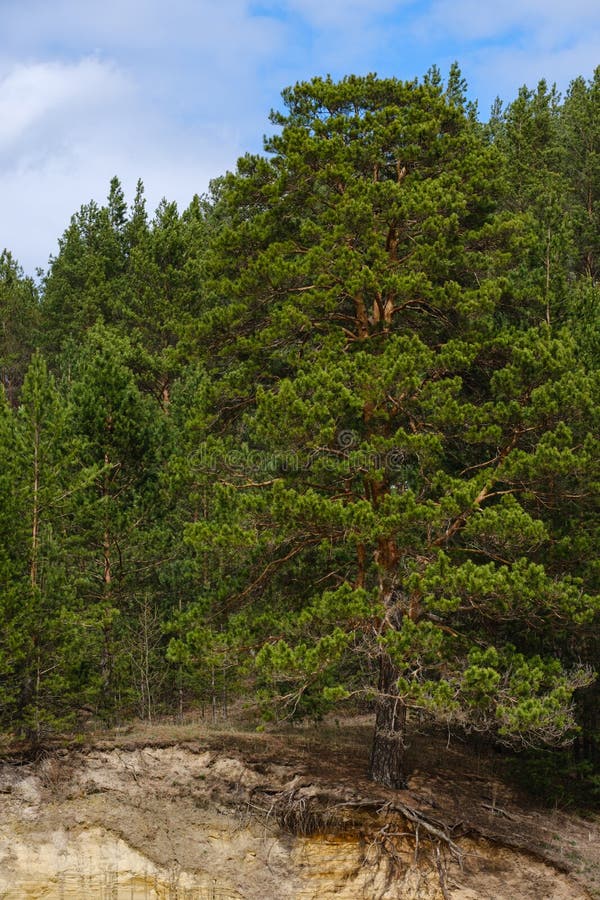 Green Pine Tree on a Sandy Slope Stock Photo - Image of forest, sandy ...