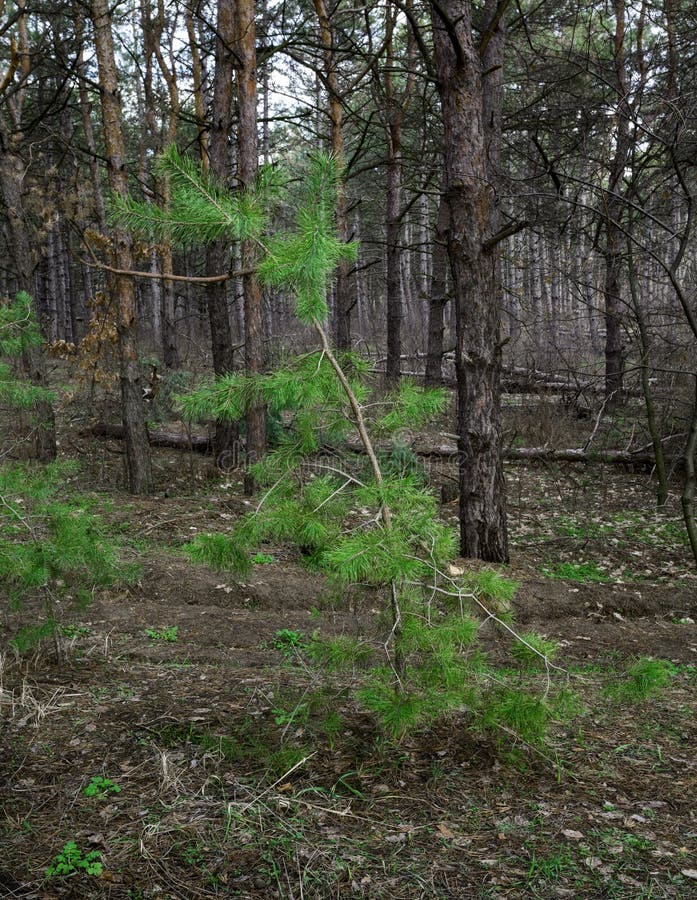 Beautiful Green Pine Tree in Spring Forest. Spruce, Fir Tree Stock ...