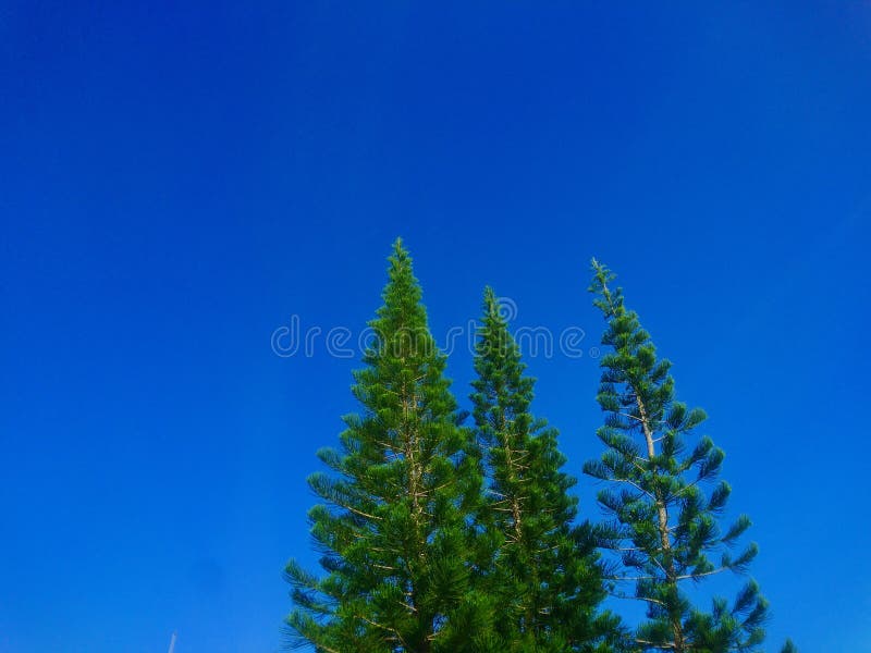 Beautiful Green Pine Trees and Blue Sky Background Stock Photo - Image ...
