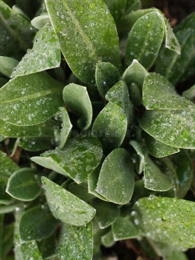 Beautiful Green Plant with Dew in the Garden Stock Photo - Image of ...