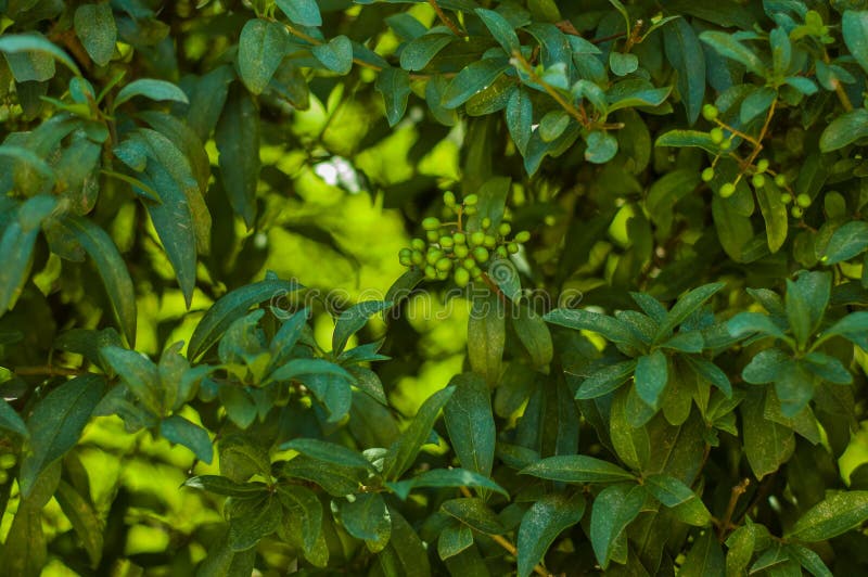A Beautiful Green Plant in the Forest Stock Photo - Image of organic ...