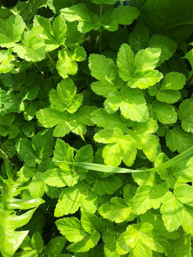 Beautiful Green Plant in the Garden View Stock Photo - Image of star ...
