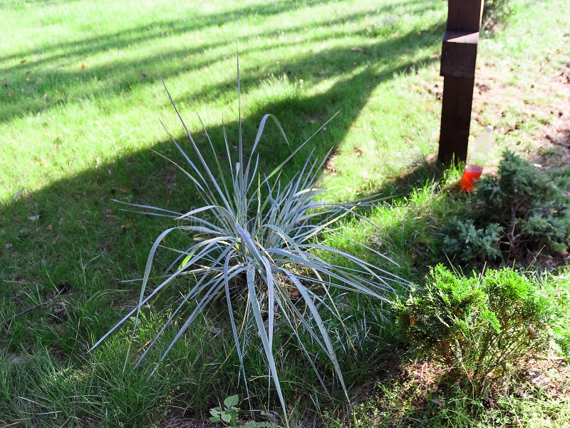 Beautiful Green Plant with Long Sharp Leaves Stock Photo - Image of ...