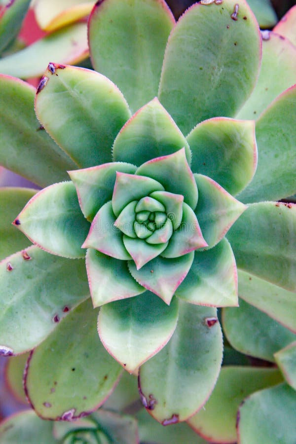 A Beautiful Green Plant Seen from Above Stock Image - Image of office ...
