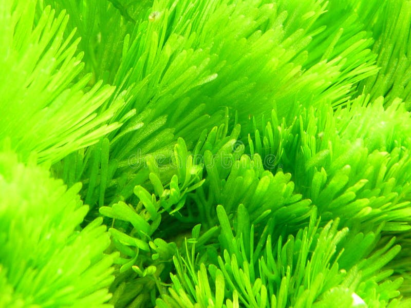 Beautiful Green Plants in the Fish Tank Stock Photo - Image of ...