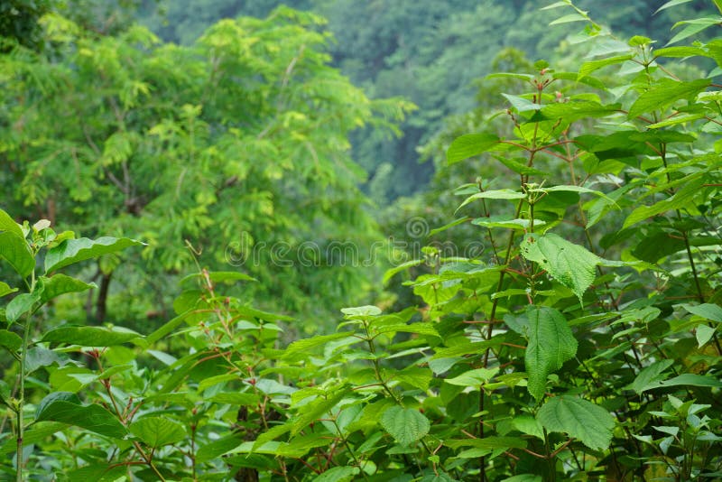Beautiful Green Plants in Forest Stock Image - Image of color ...