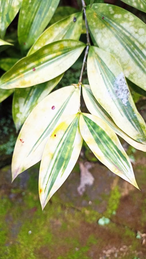Beautiful Green Plants Planted in the Yard Stock Image - Image of ...