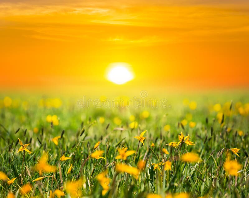 Beautiful Green Prairie at the Sunset Stock Image - Image of flower ...