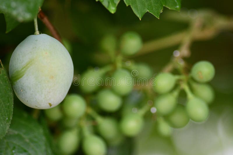 Beautiful green pulm stock photo. Image of natural, orange - 120023108