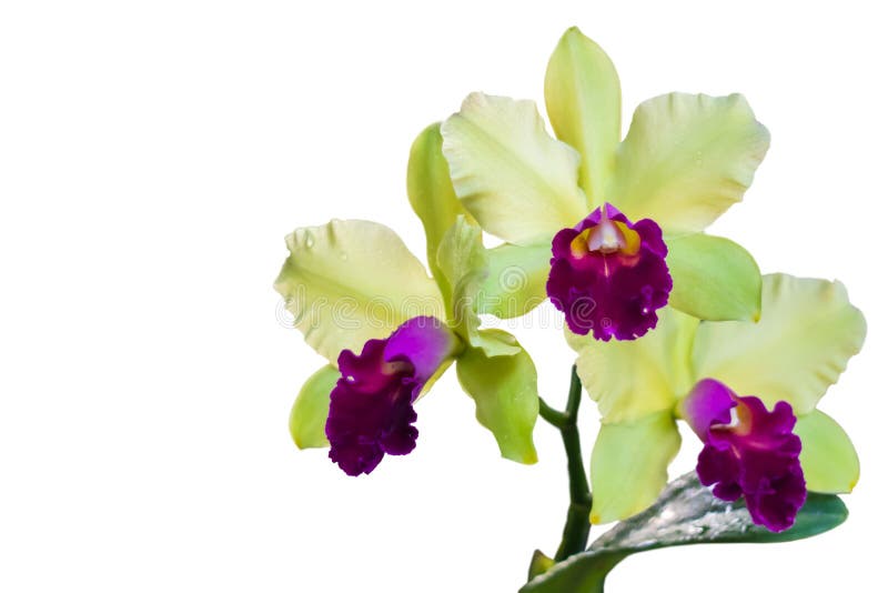 Beautiful Green and Red Cattleya Orchid Stock Illustration ...