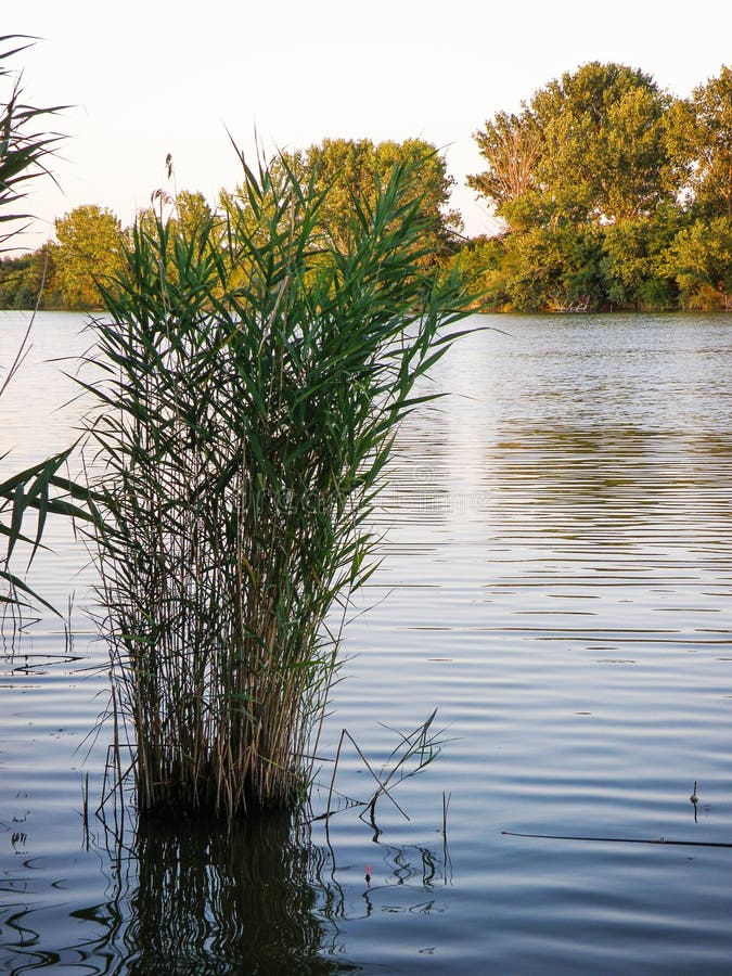 Beautiful Green Reed in the Lake Stock Image - Image of reflected ...